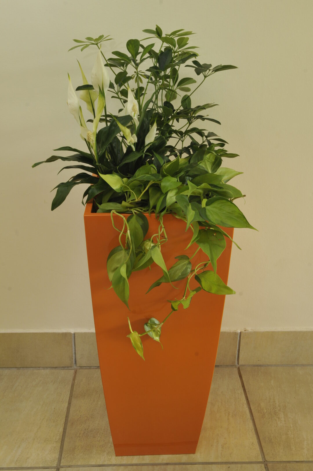 Office Plants For Hire: Get Indoor Plants And Pots - Allscape Services ...